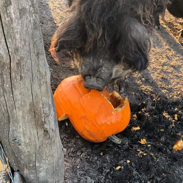 Plan Your Visit - The Barnyard Zoo